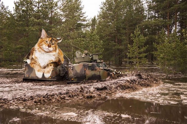 Cats Of War: This Artist Hilariously Combines Military Hardware With ...