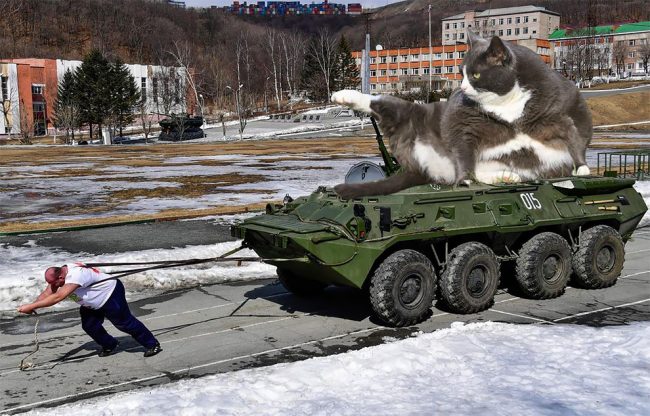 Cats Of War: This Artist Hilariously Combines Military Hardware With ...