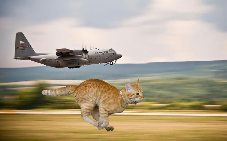 Cats Of War: This Artist Hilariously Combines Military Hardware With ...