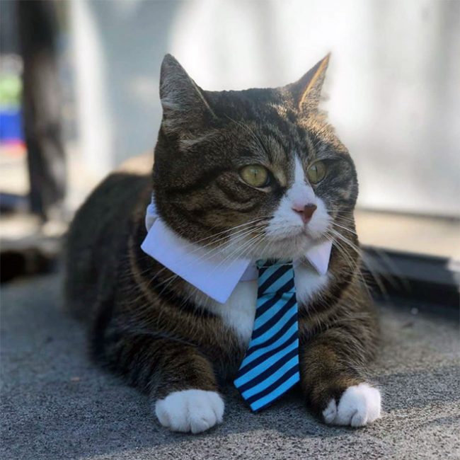 Neckties For Cats? That’s Totally A Thing » Design You Trust — Design ...