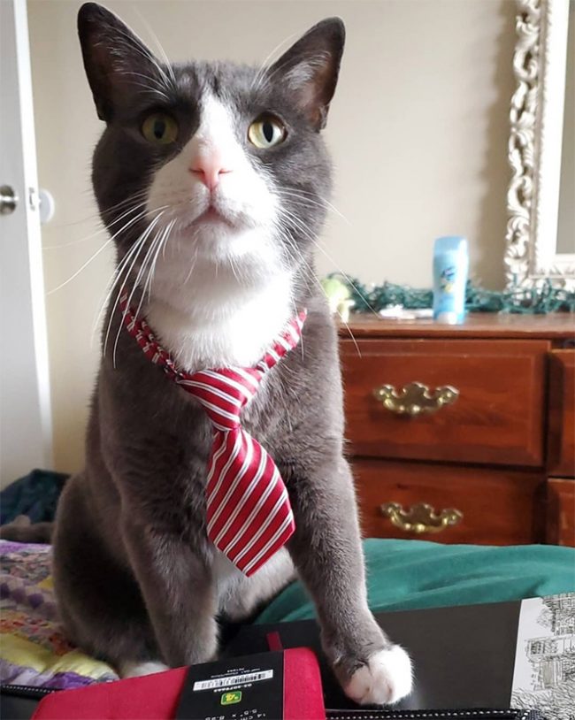 Neckties For Cats? That’s Totally A Thing » Design You Trust — Design ...