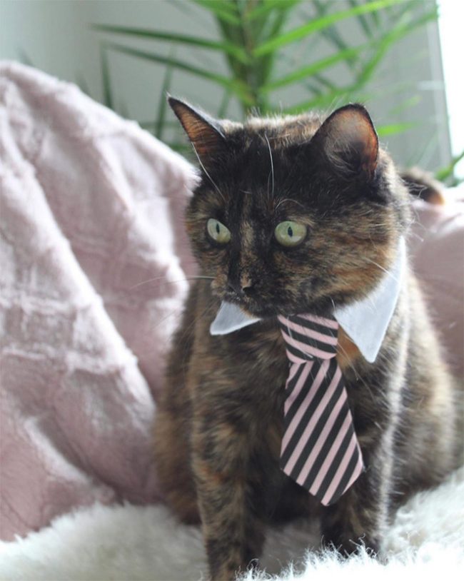 Neckties For Cats? That’s Totally A Thing » Design You Trust — Design ...