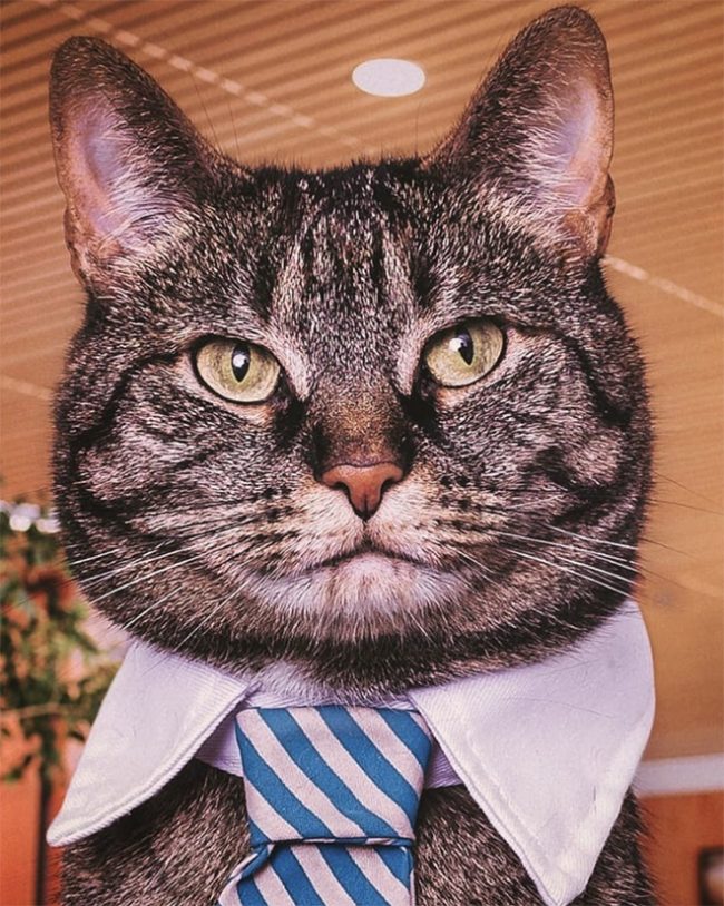 Neckties For Cats? That’s Totally A Thing » Design You Trust — Design ...
