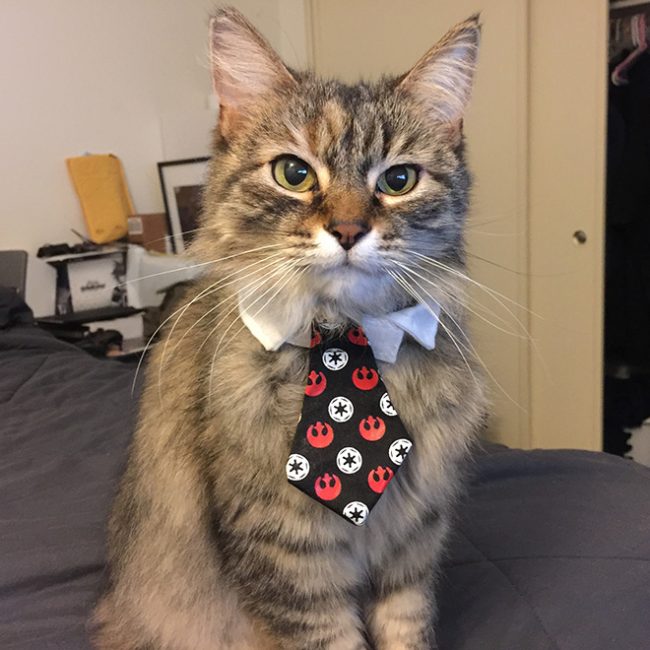 Neckties For Cats? That’s Totally A Thing » Design You Trust — Design ...