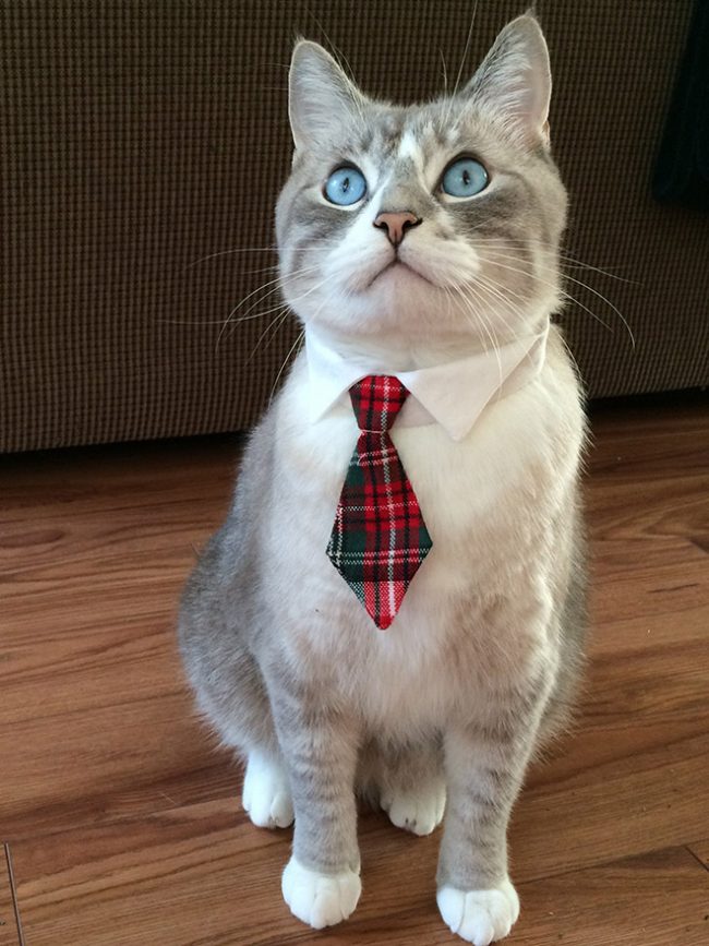 Neckties For Cats? That’s Totally A Thing » Design You Trust — Design ...