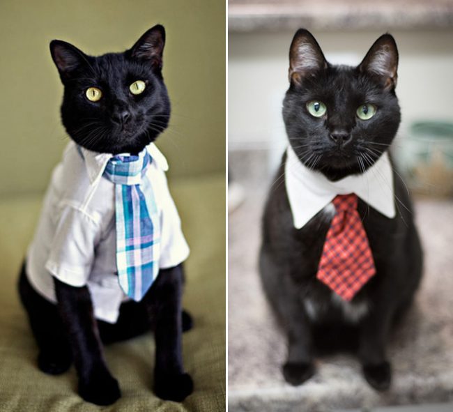 Neckties For Cats? That’s Totally A Thing » Design You Trust — Design ...
