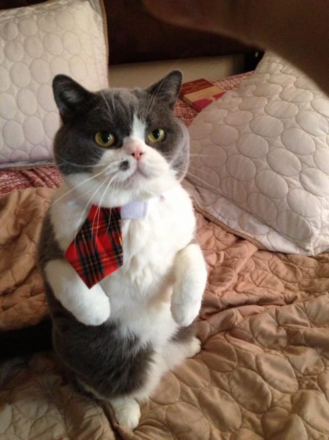 Neckties For Cats? That’s Totally A Thing » Design You Trust — Design ...