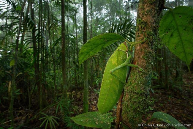 Breathtaking Wildlife Macro Photography In The Borneo Rainforest By ...