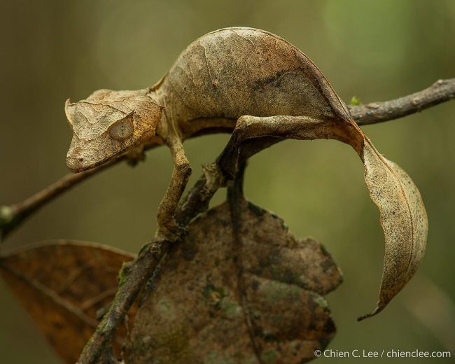 Breathtaking Wildlife Macro Photography In The Borneo Rainforest By ...