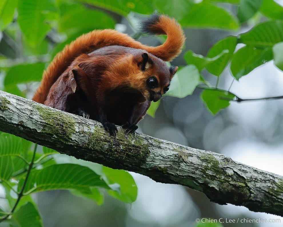 Breathtaking Wildlife Macro Photography In The Borneo Rainforest By ...