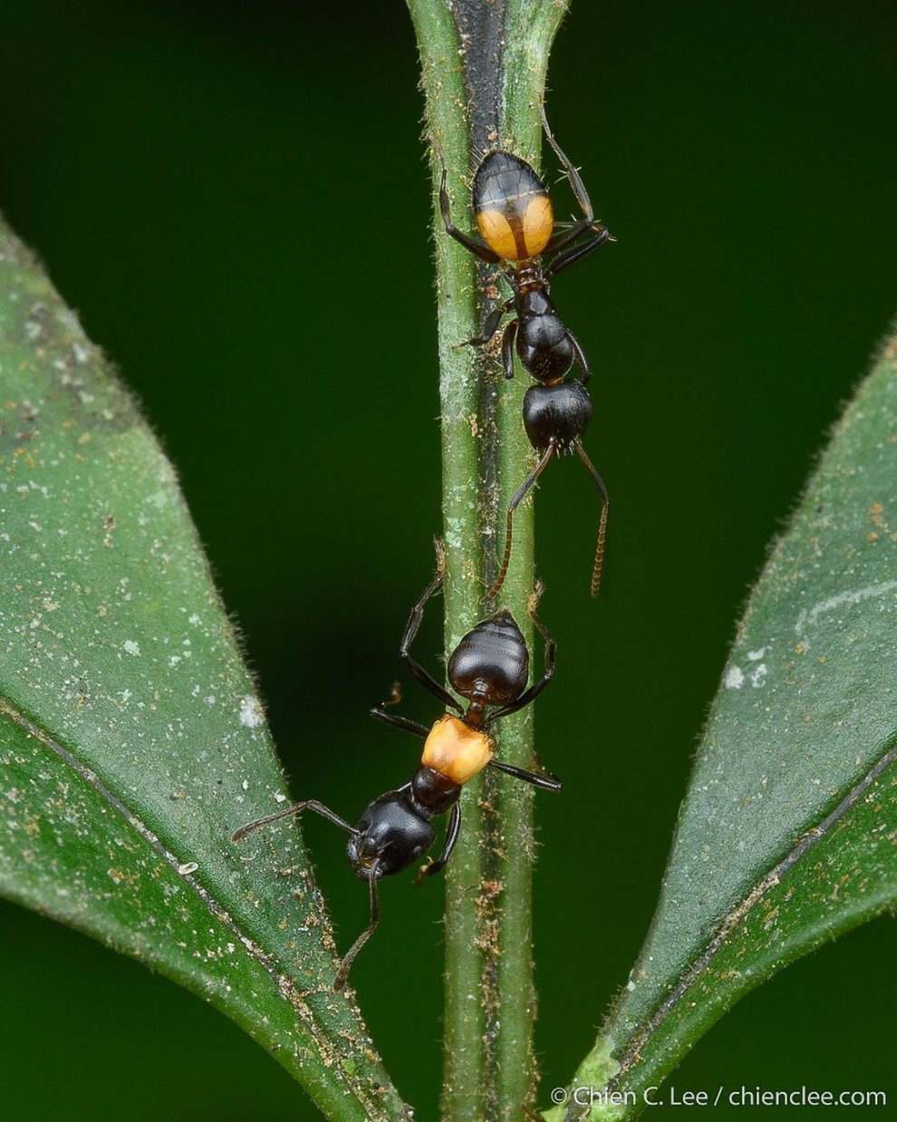 Breathtaking Wildlife Macro Photography In The Borneo Rainforest By ...
