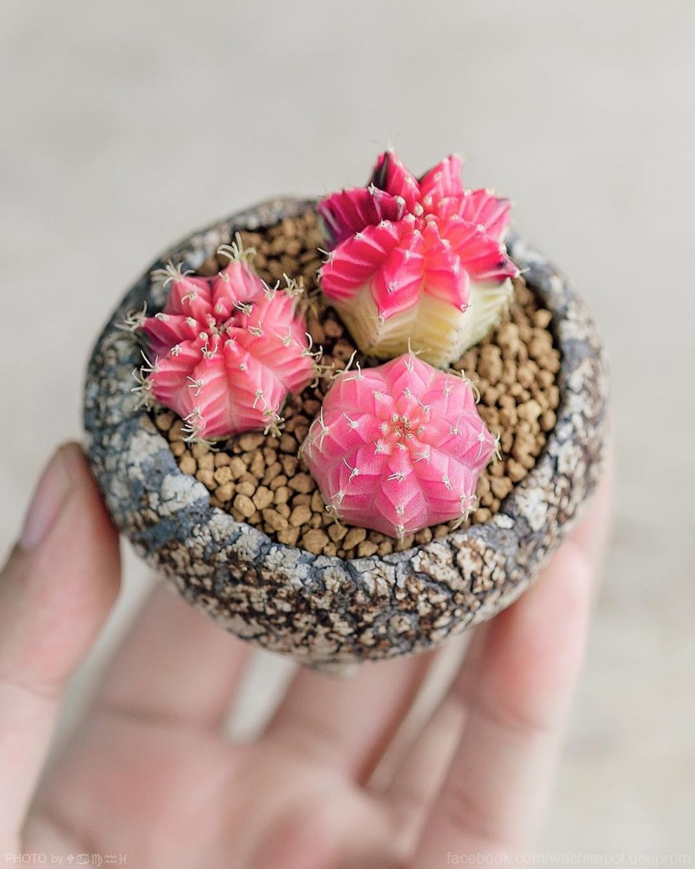 Wonderful Cactuses And Desert Plants Photography By Wachirapol Deeprom » Design You Trust ...