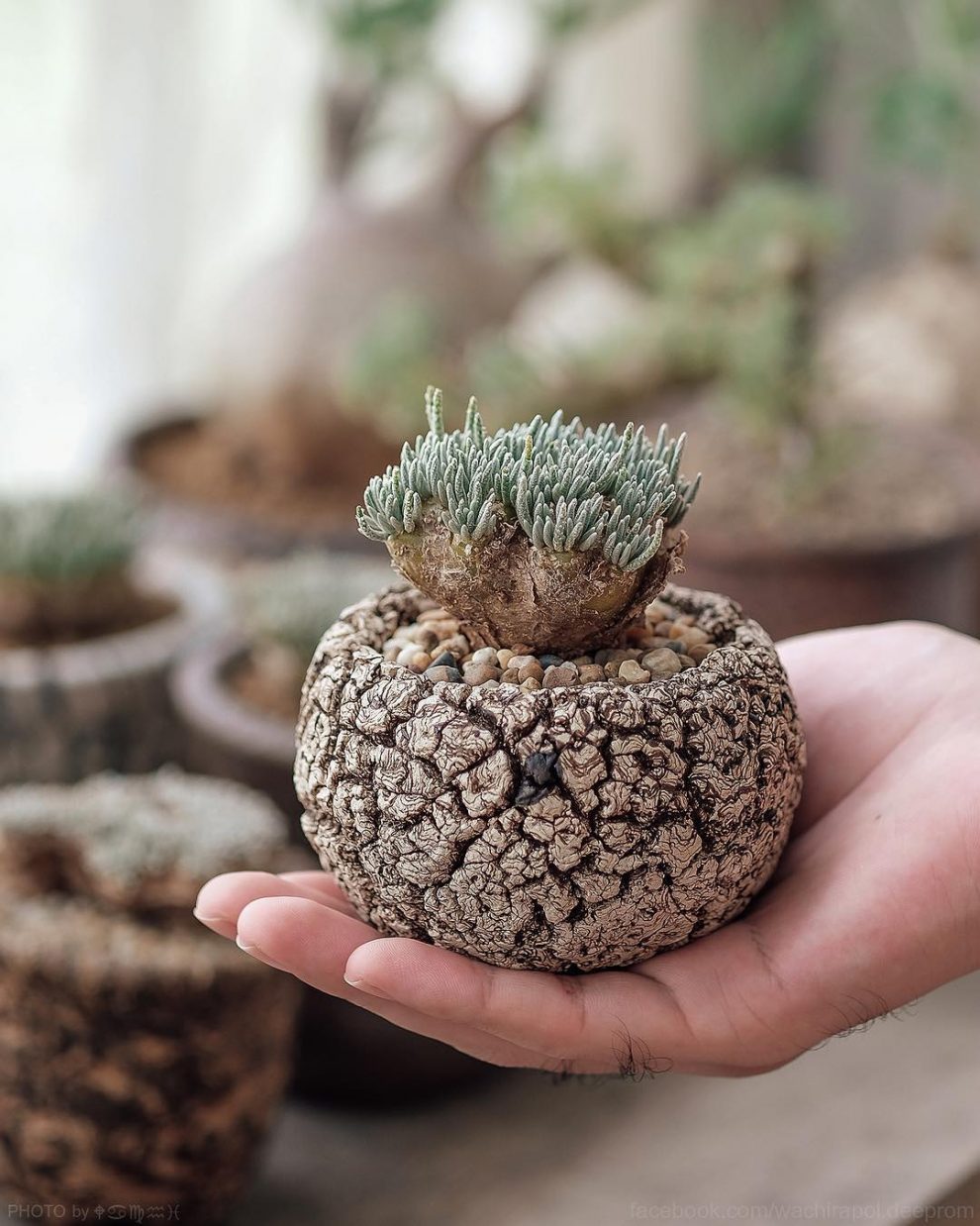 Wonderful Cactuses And Desert Plants Photography By Wachirapol Deeprom » Design You Trust ...