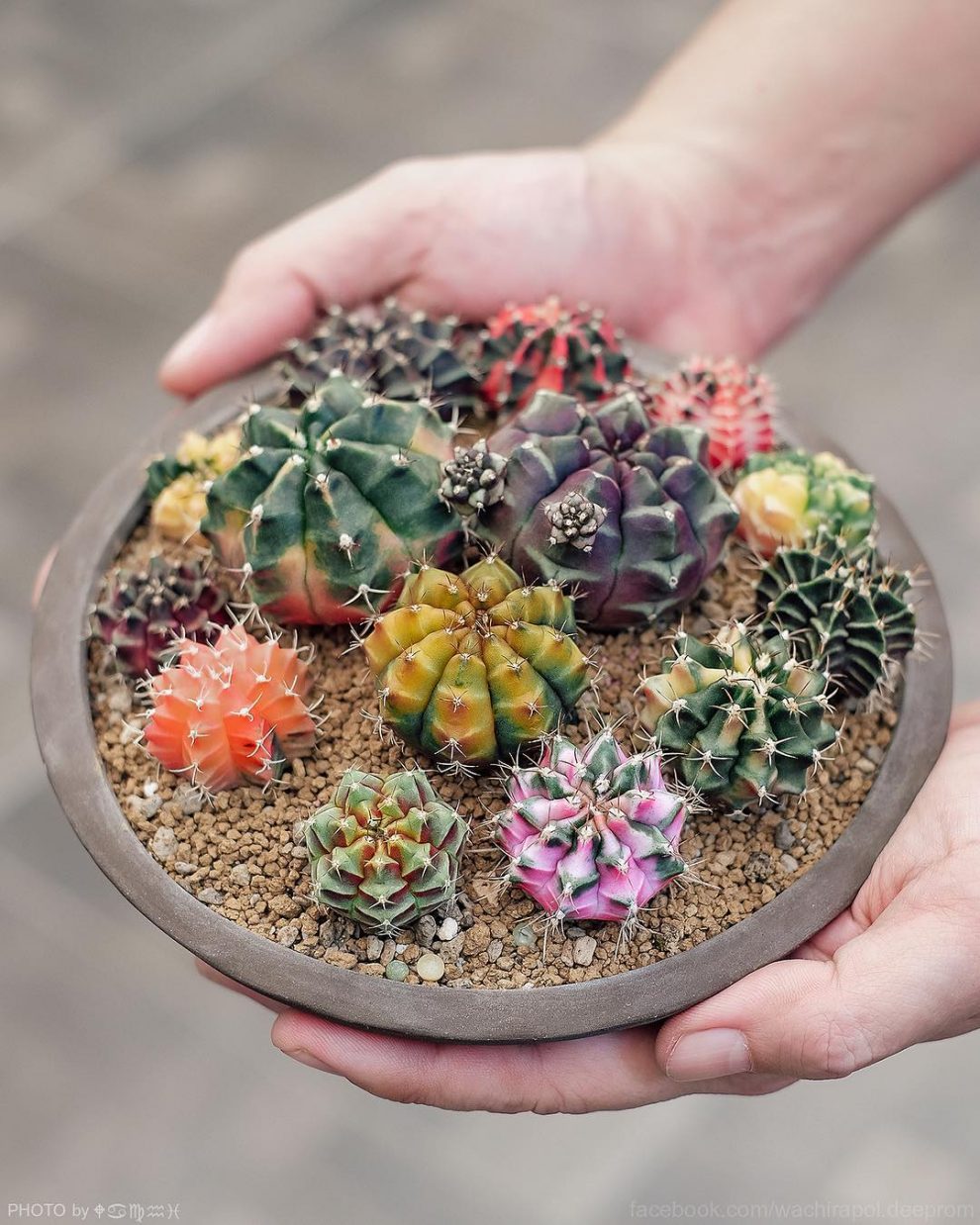 Wonderful Cactuses And Desert Plants Photography By Wachirapol Deeprom » Design You Trust ...