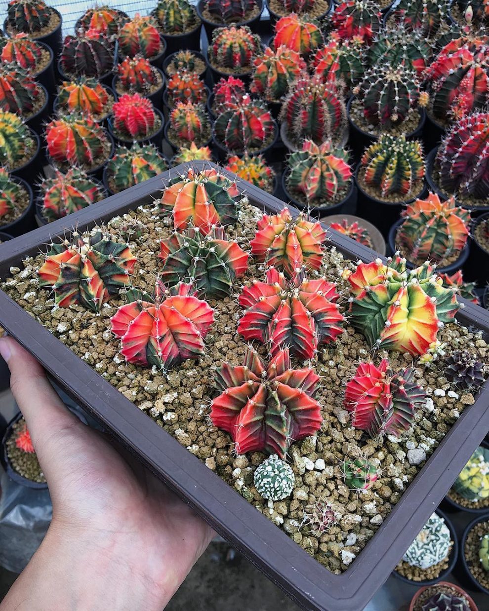 Wonderful Cactuses And Desert Plants Photography By Wachirapol Deeprom » Design You Trust ...