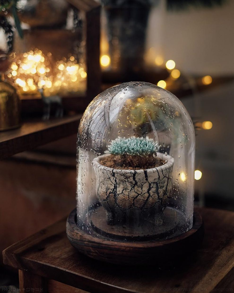 Wonderful Cactuses And Desert Plants Photography By Wachirapol Deeprom » Design You Trust ...