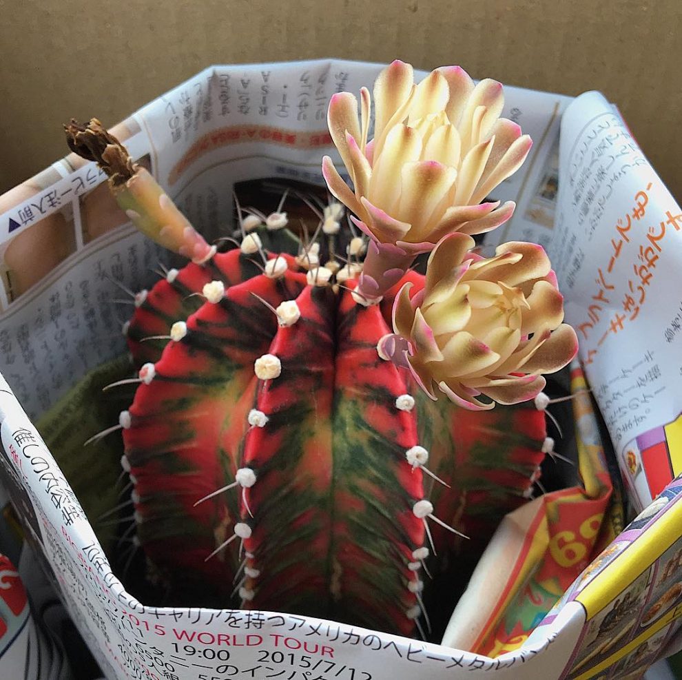 Wonderful Cactuses And Desert Plants Photography By Wachirapol Deeprom » Design You Trust ...