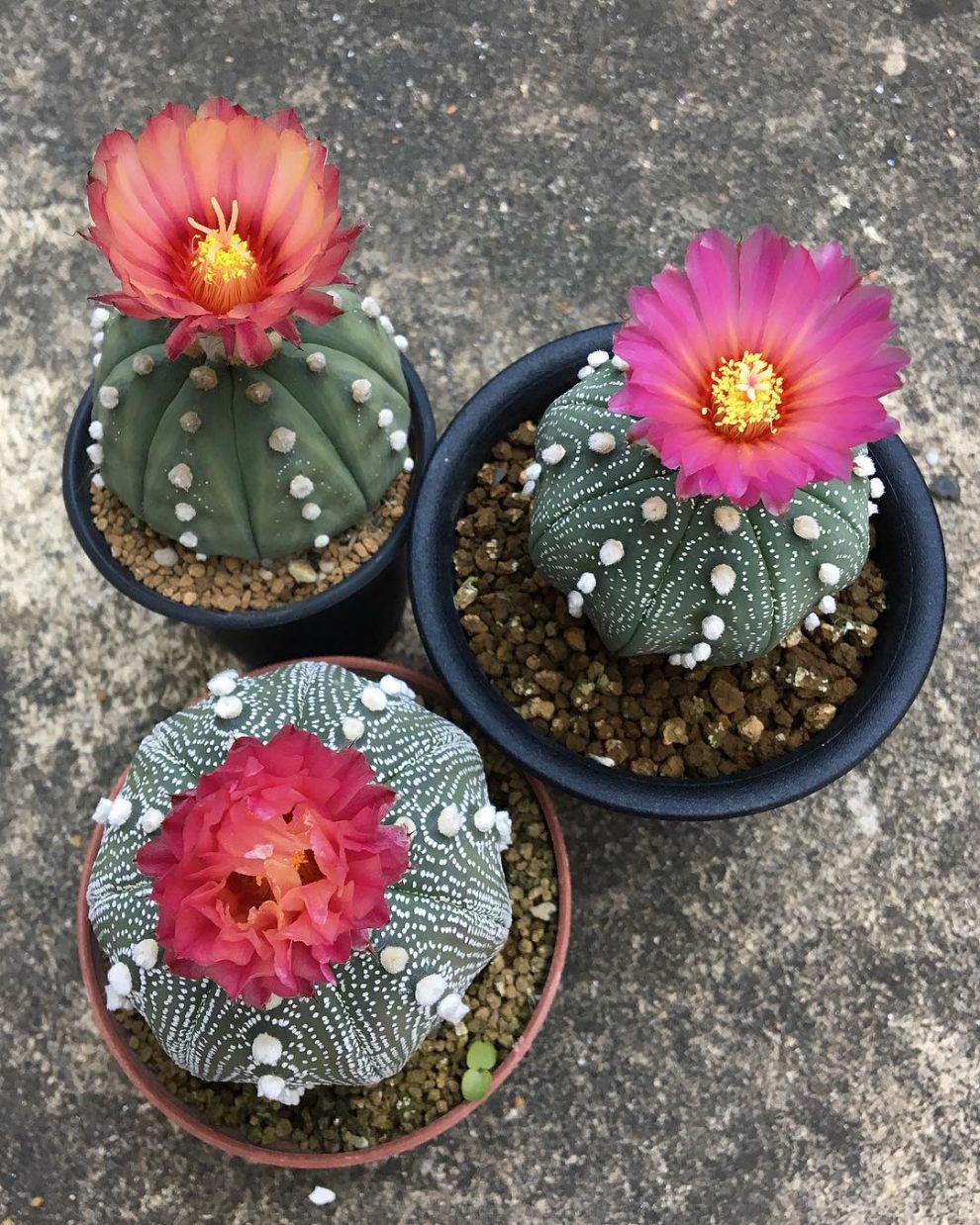 Wonderful Cactuses And Desert Plants Photography By Wachirapol Deeprom » Design You Trust ...