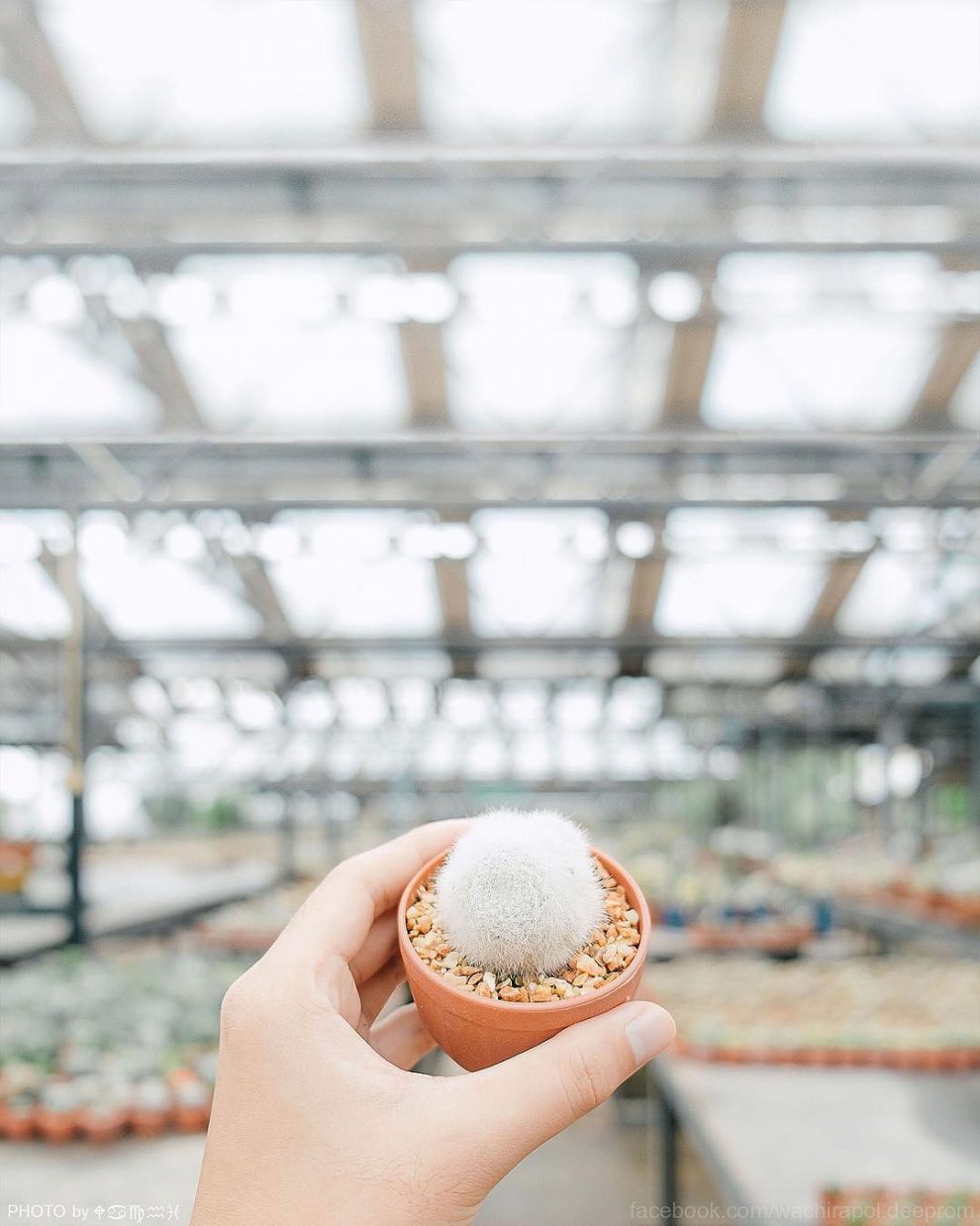 Wonderful Cactuses And Desert Plants Photography By Wachirapol Deeprom » Design You Trust ...