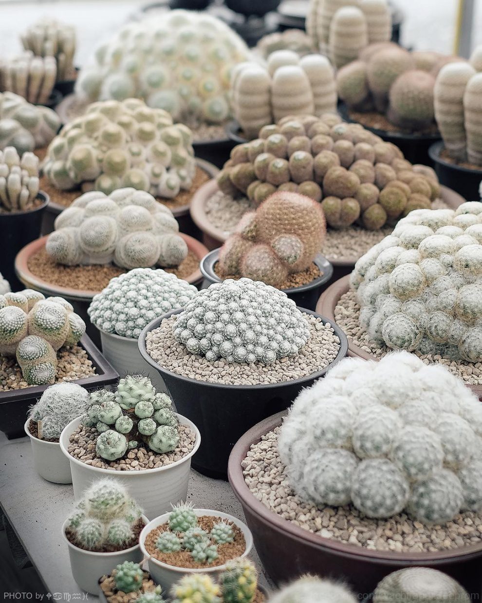Wonderful Cactuses And Desert Plants Photography By Wachirapol Deeprom » Design You Trust ...