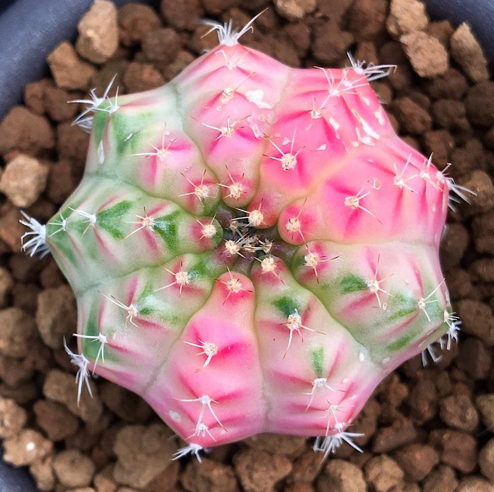 Wonderful Cactuses And Desert Plants Photography By Wachirapol Deeprom » Design You Trust ...