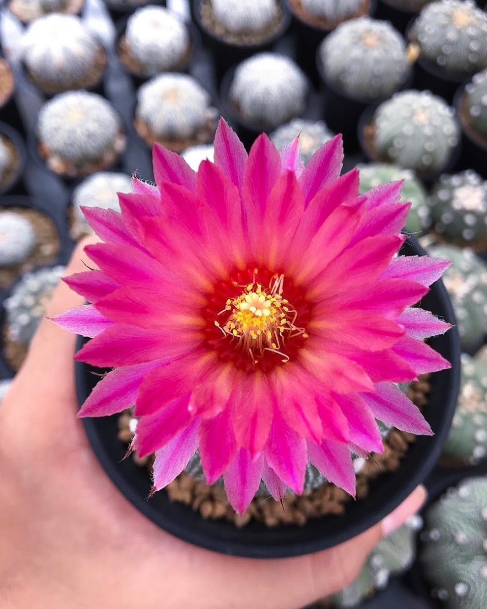 Wonderful Cactuses And Desert Plants Photography By Wachirapol Deeprom » Design You Trust ...