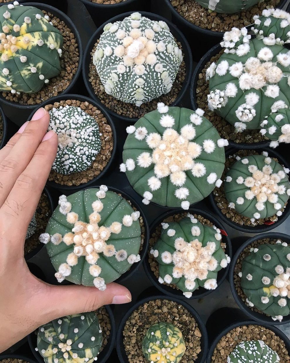 Wonderful Cactuses And Desert Plants Photography By Wachirapol Deeprom » Design You Trust ...