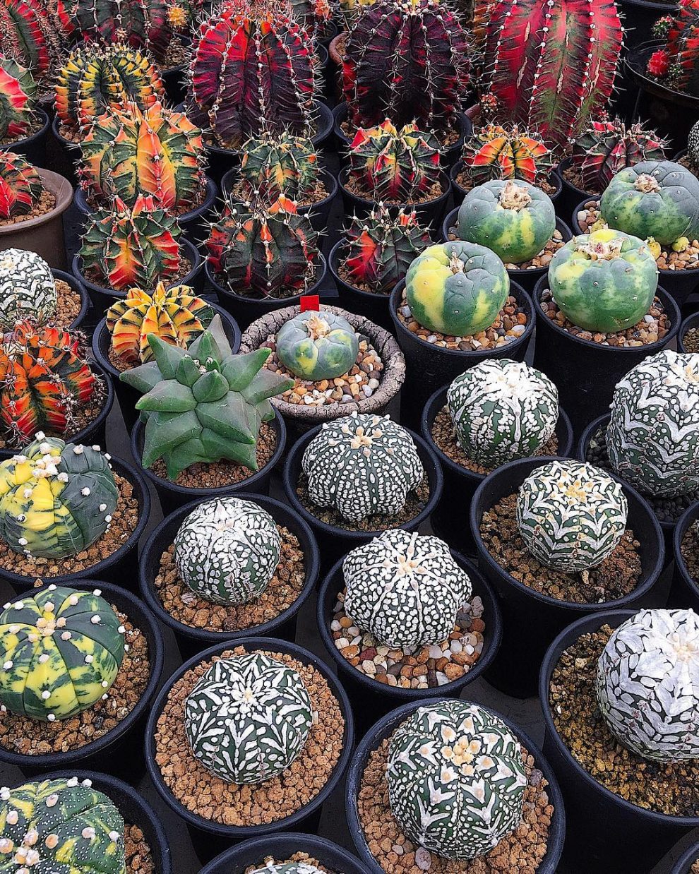 Wonderful Cactuses And Desert Plants Photography By Wachirapol Deeprom ...