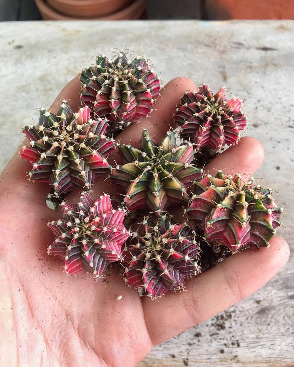 Wonderful Cactuses And Desert Plants Photography By Wachirapol Deeprom » Design You Trust ...