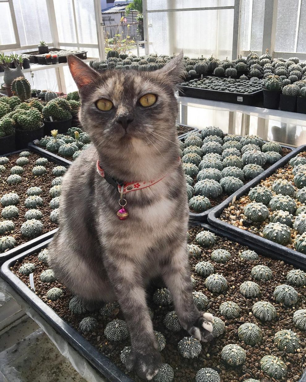 Wonderful Cactuses And Desert Plants Photography By Wachirapol Deeprom » Design You Trust ...