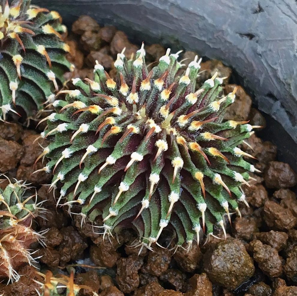 Wonderful Cactuses And Desert Plants Photography By Wachirapol Deeprom » Design You Trust ...