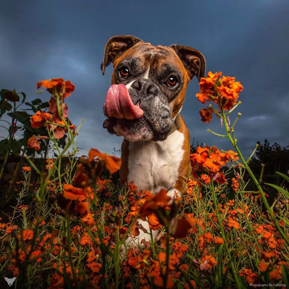 Pet Photographer Cat Race Is Taking Beautiful Photos Of Canines All ...