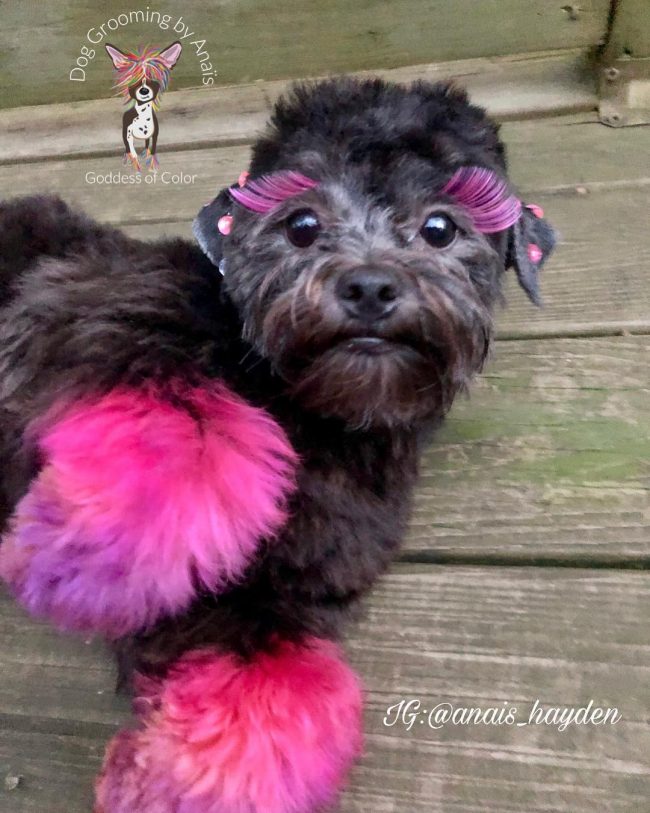 Barking Mad Dog Groomer Transforms Pampered Pets Using Crazy Dye ...