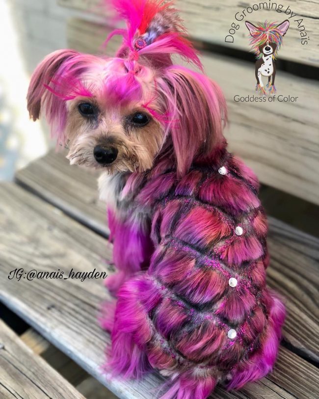 Barking Mad Dog Groomer Transforms Pampered Pets Using Crazy Dye ...