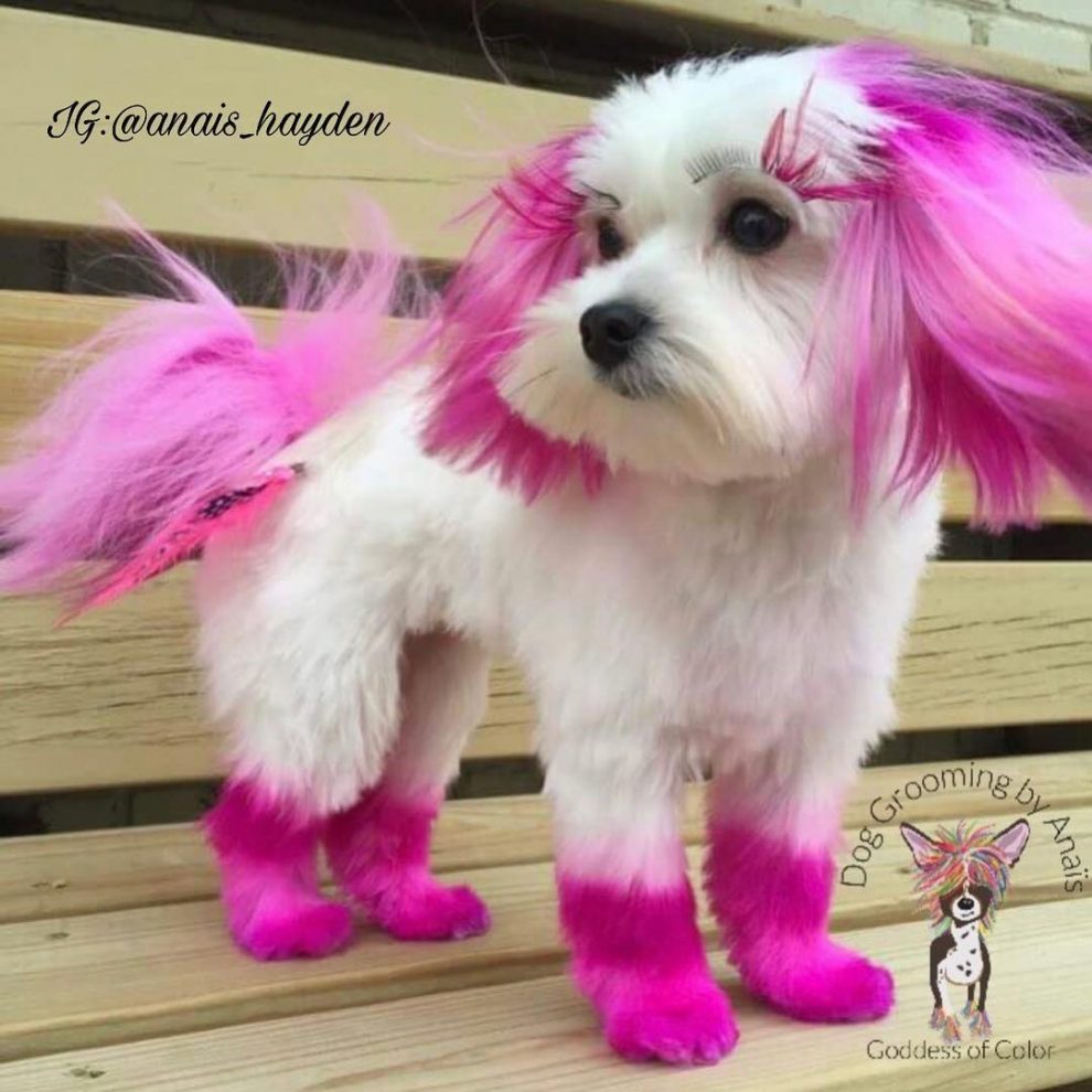 Barking Mad Dog Groomer Transforms Pampered Pets Using Crazy Dye ...