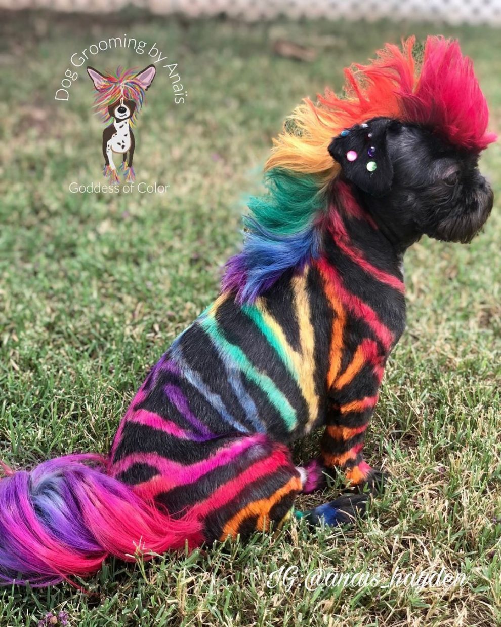 Barking Mad Dog Groomer Transforms Pampered Pets Using Crazy Dye ...