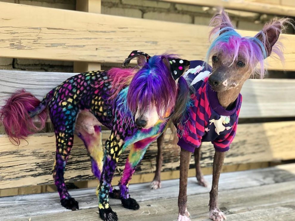 Barking Mad Dog Groomer Transforms Pampered Pets Using Crazy Dye ...