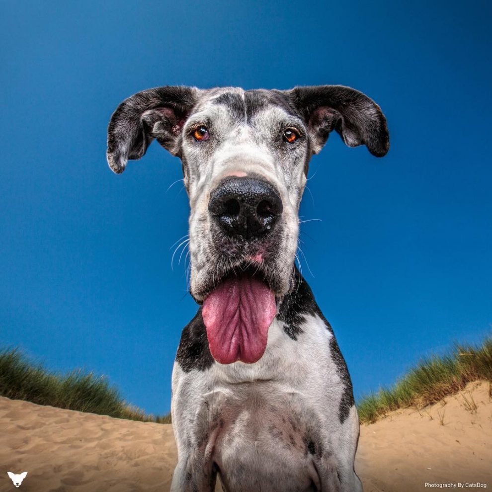Pet Photographer Cat Race Is Taking Beautiful Photos Of Canines All ...
