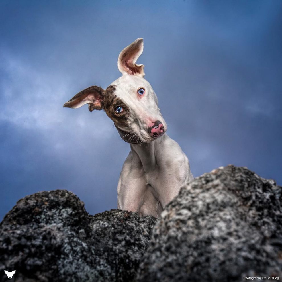 Pet Photographer Cat Race Is Taking Beautiful Photos Of Canines All ...