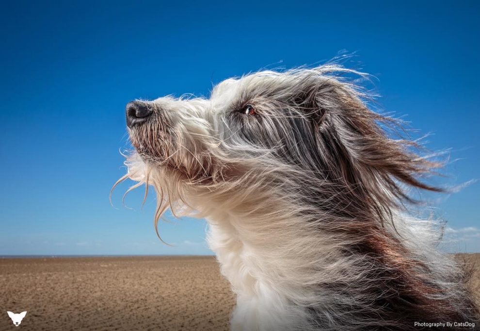 Pet Photographer Cat Race Is Taking Beautiful Photos Of Canines All ...