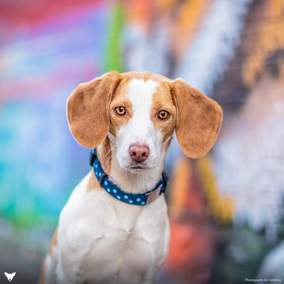 Pet Photographer Cat Race Is Taking Beautiful Photos Of Canines All ...