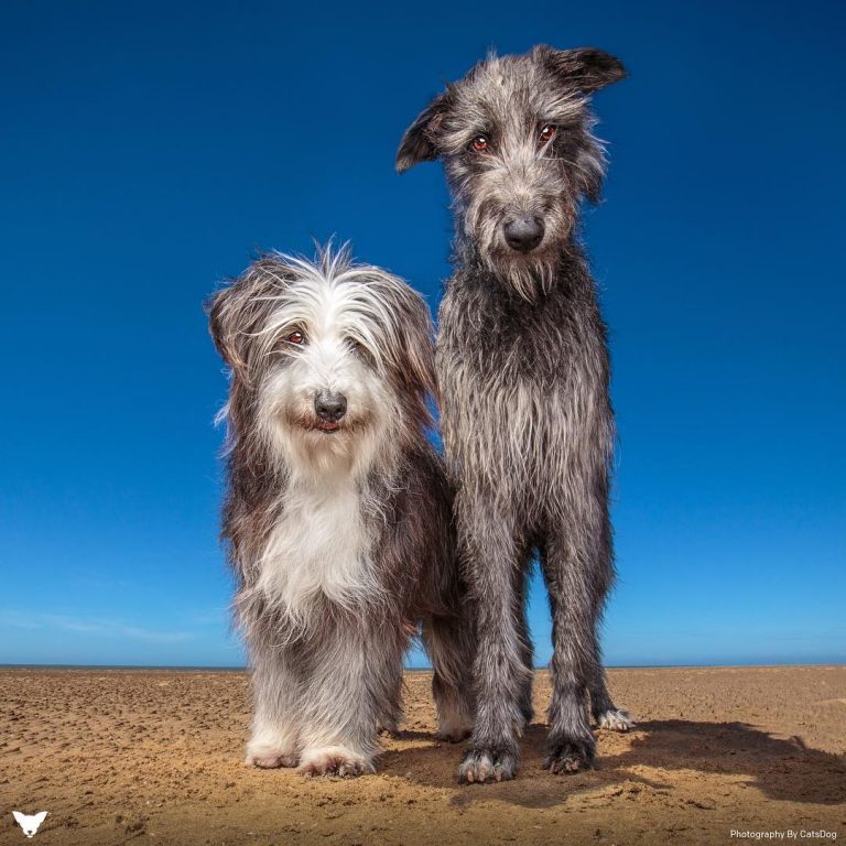 Pet Photographer Cat Race Is Taking Beautiful Photos Of Canines All ...