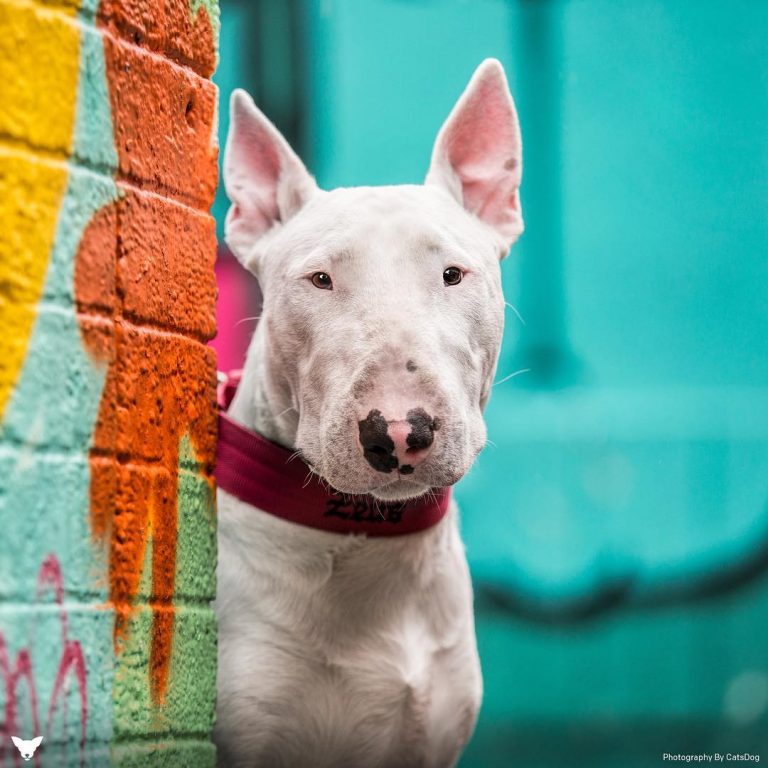 Pet Photographer Cat Race Is Taking Beautiful Photos Of Canines All ...