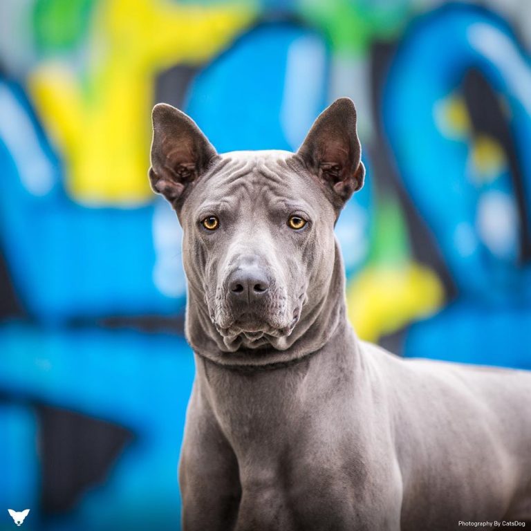 Pet Photographer Cat Race Is Taking Beautiful Photos Of Canines All ...