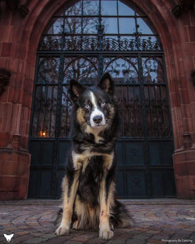 Pet Photographer Cat Race Is Taking Beautiful Photos Of Canines All ...