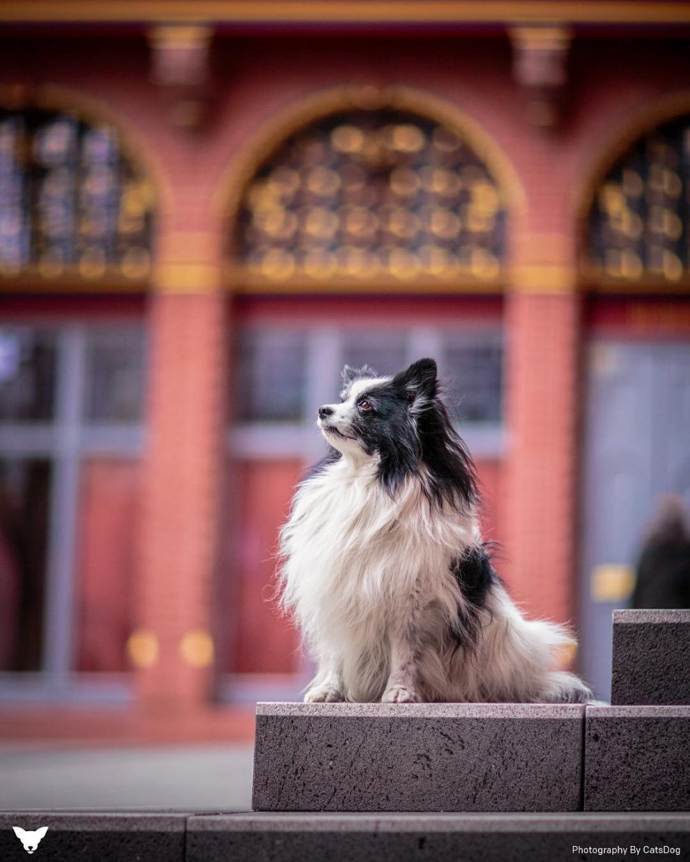 Pet Photographer Cat Race Is Taking Beautiful Photos Of Canines All ...