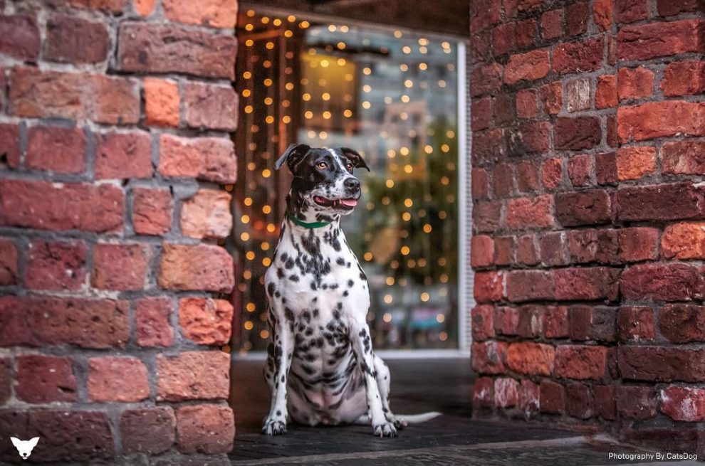 Pet Photographer Cat Race Is Taking Beautiful Photos Of Canines All ...