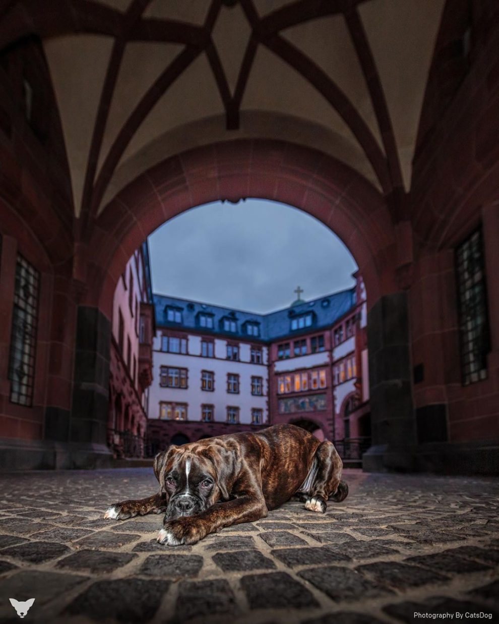 Pet Photographer Cat Race Is Taking Beautiful Photos Of Canines All ...