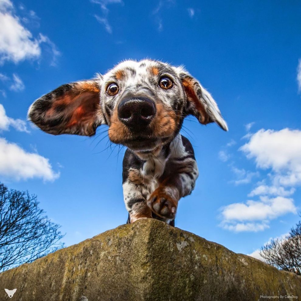 Pet Photographer Cat Race Is Taking Beautiful Photos Of Canines All ...