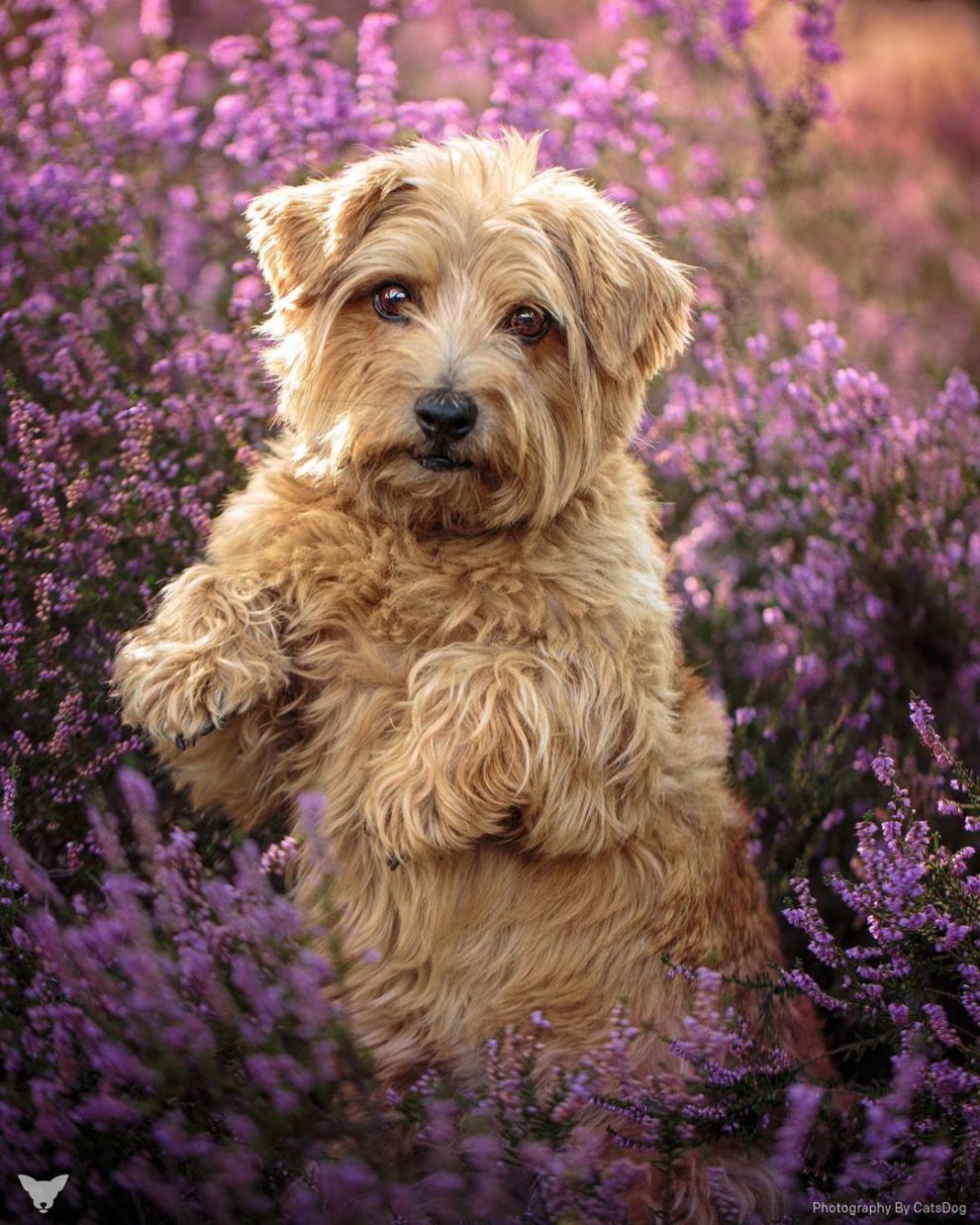 Pet Photographer Cat Race Is Taking Beautiful Photos Of Canines All ...